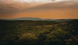 Nallamala Hills: Explore Forest Safaris, Trekking & Attractions