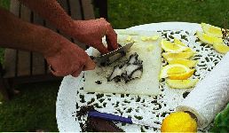 Paua curated by Thomas Cook India